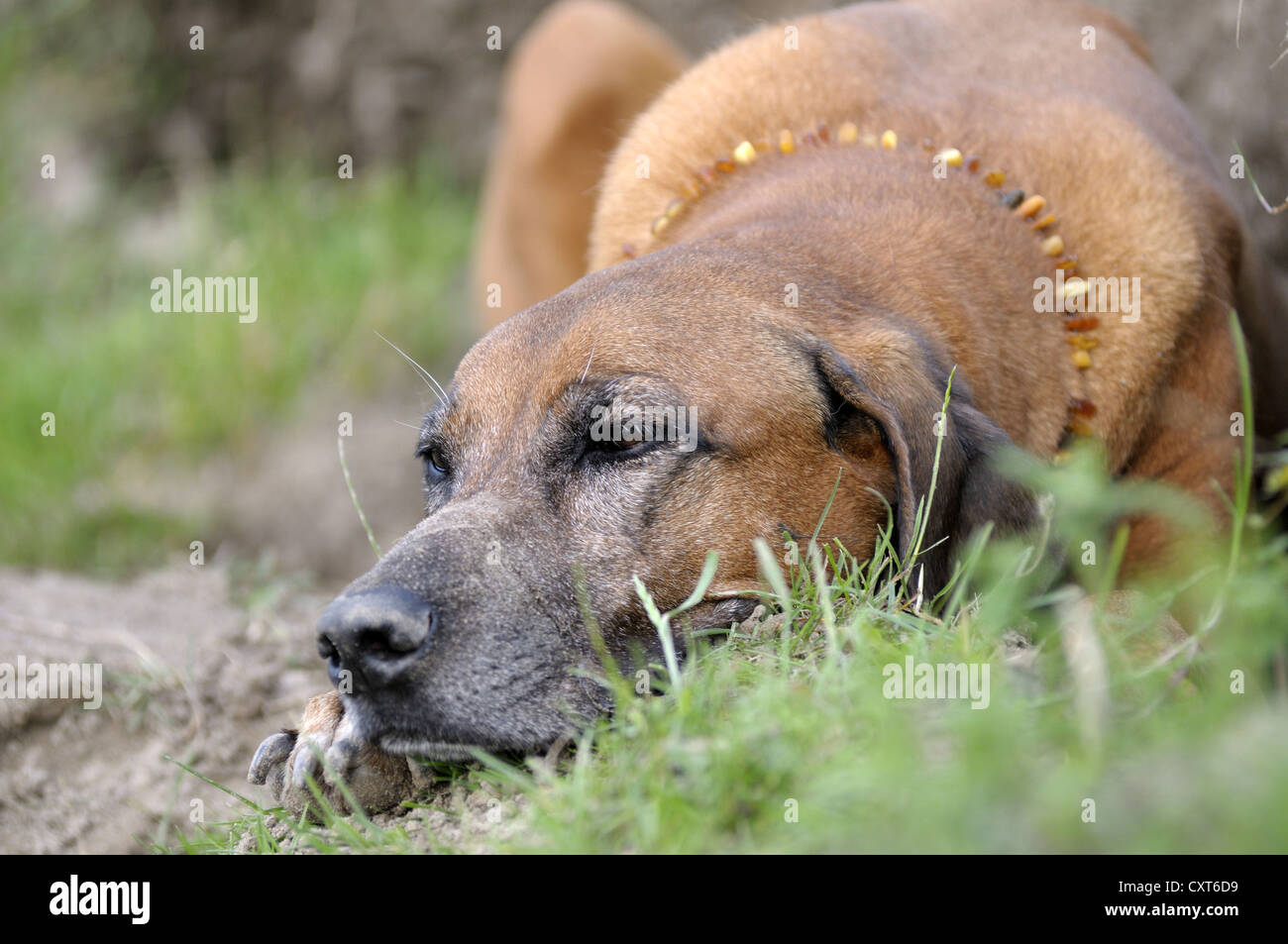 Rhodesian Ridgeback lying in the grass Stock Photo - Alamy