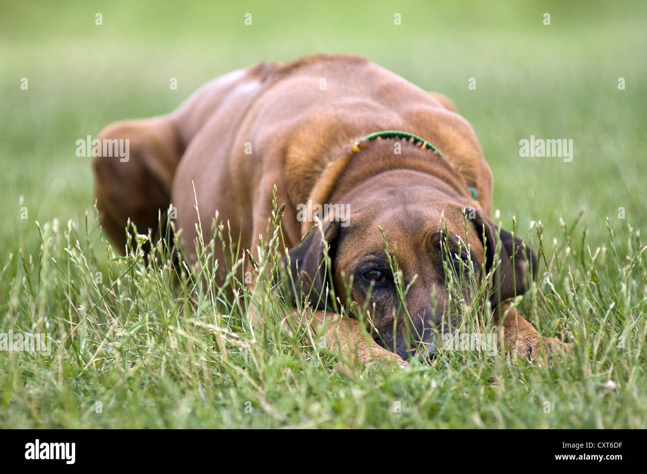 Rhodesian Ridgeback lying in the grass Stock Photo - Alamy