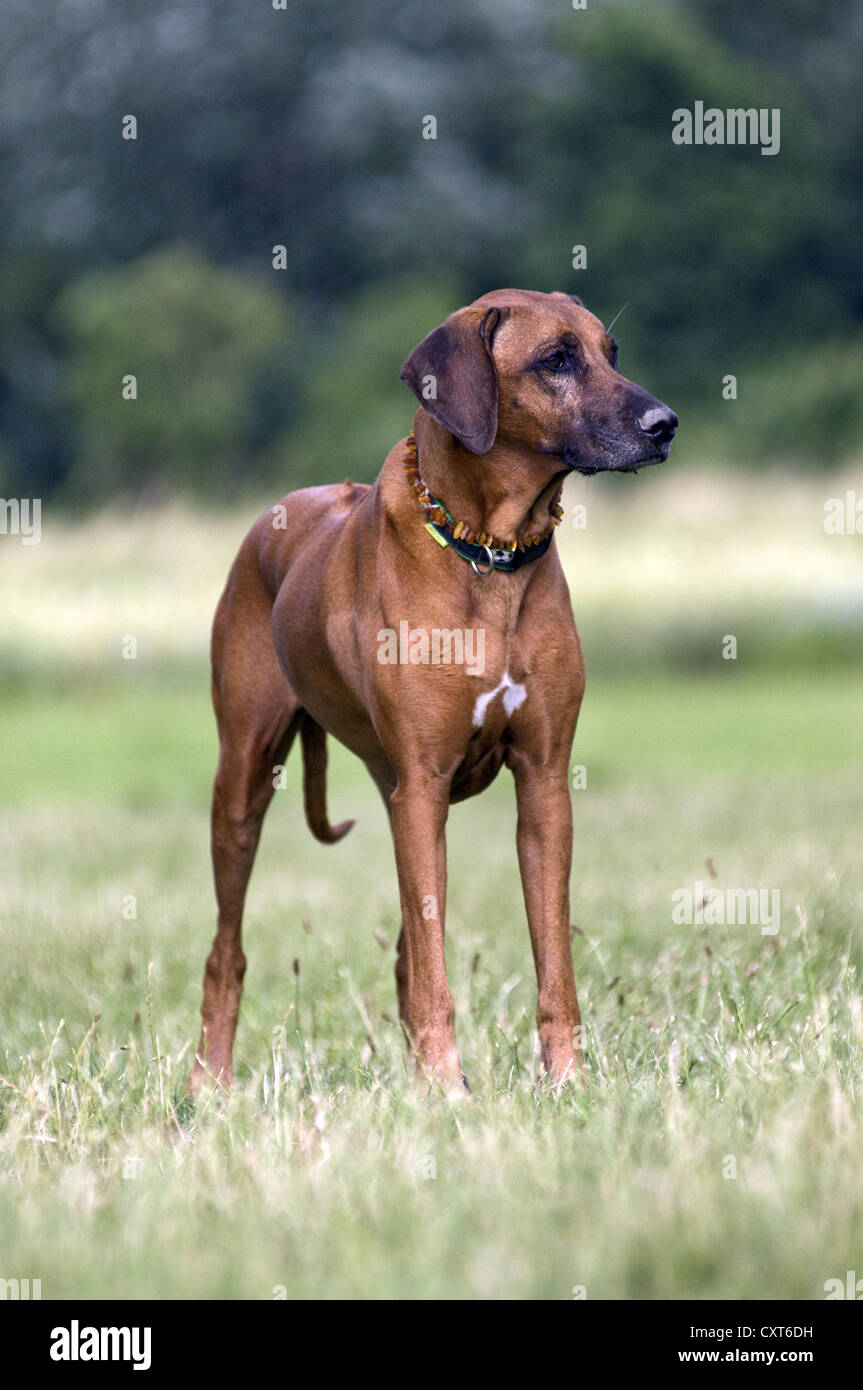 Rhodesian ridgeback photos hi-res stock photography and images - Alamy