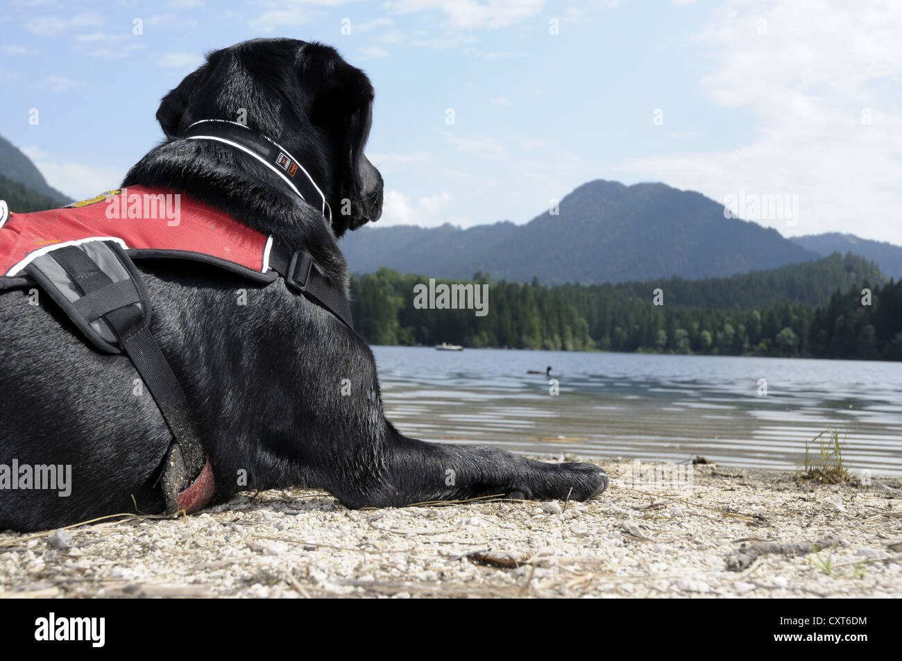 Labrador looking out to a lake Stock Photo - Alamy