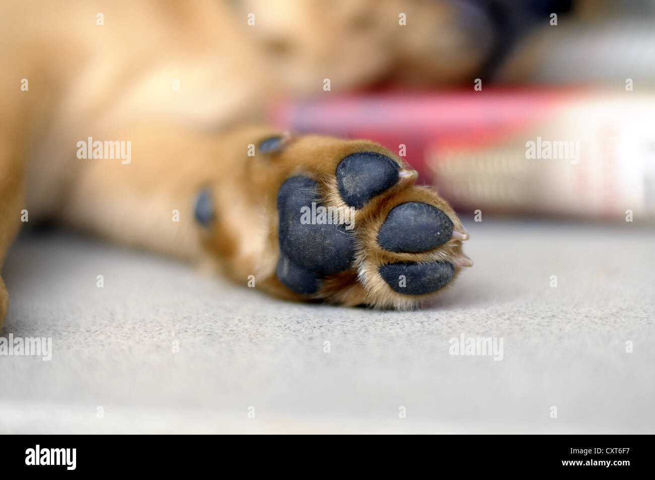 Paw of a blonde Labrador Retriever Stock Photo - Alamy