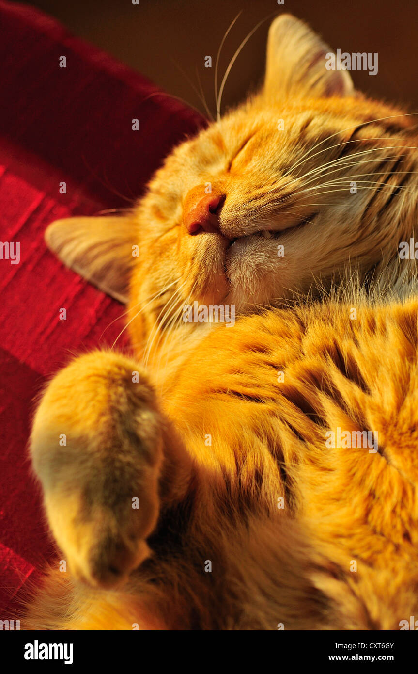 Sleeping red tabby cat, domestic cat (Felis sylvestris catus Stock ...