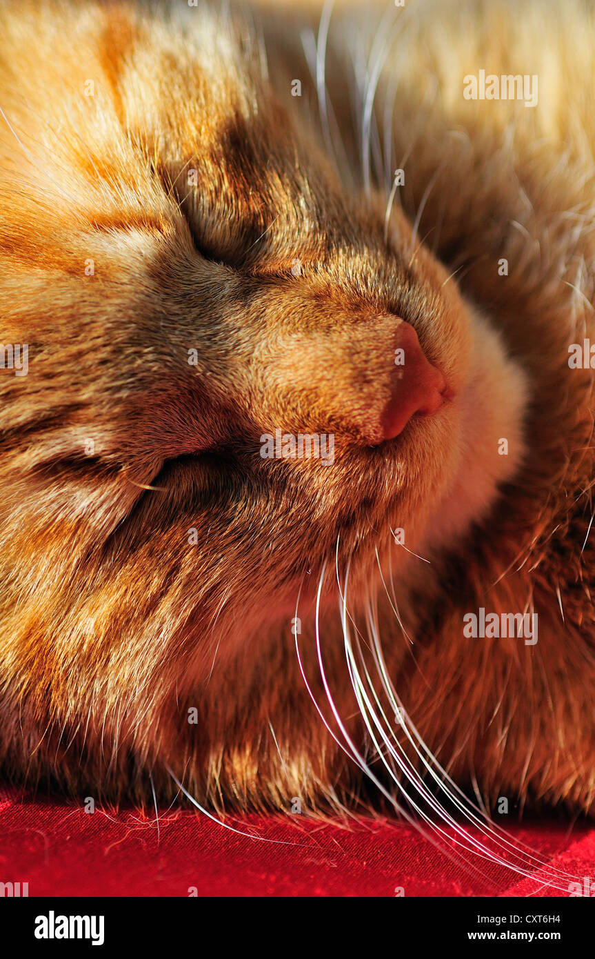 Sleeping red tabby cat, domestic cat (Felis sylvestris catus Stock ...
