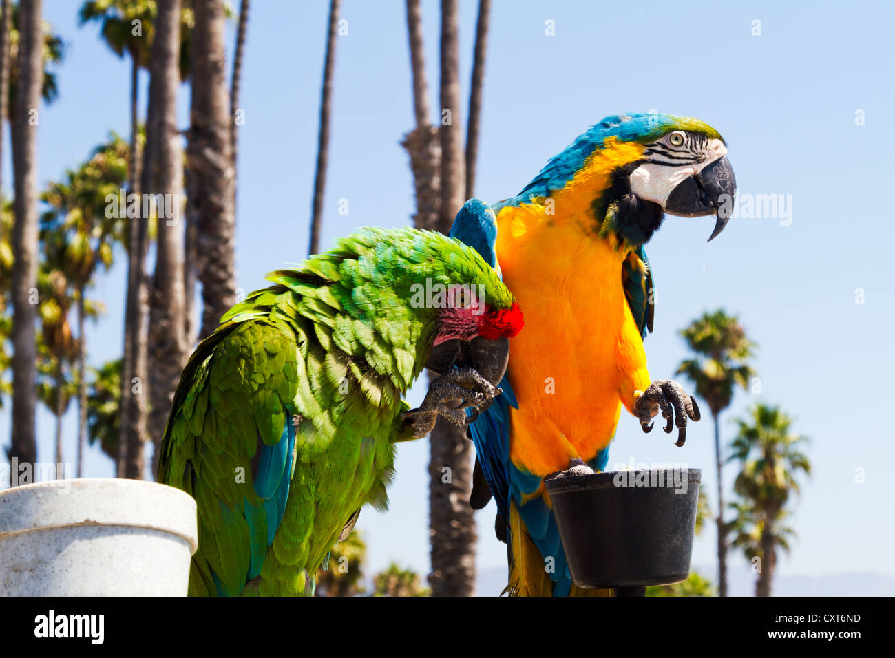 Two colorful parrots sit on perch Stock Photo - Alamy
