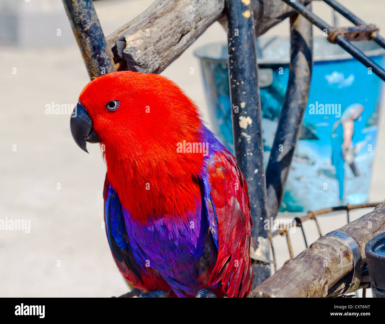 Red parrot on perch hi-res stock photography and images - Alamy
