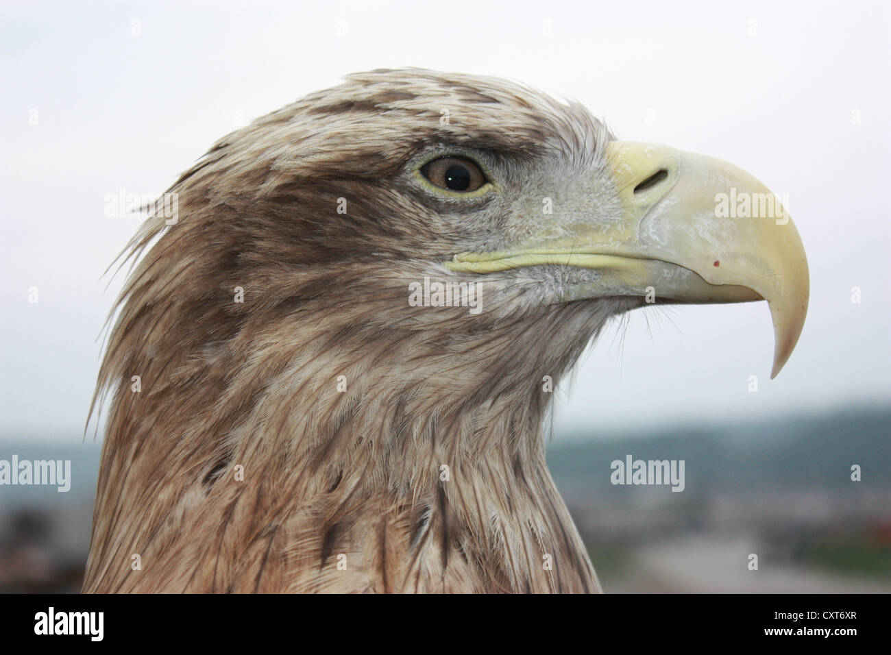 Golden hawk hi-res stock photography and images - Alamy