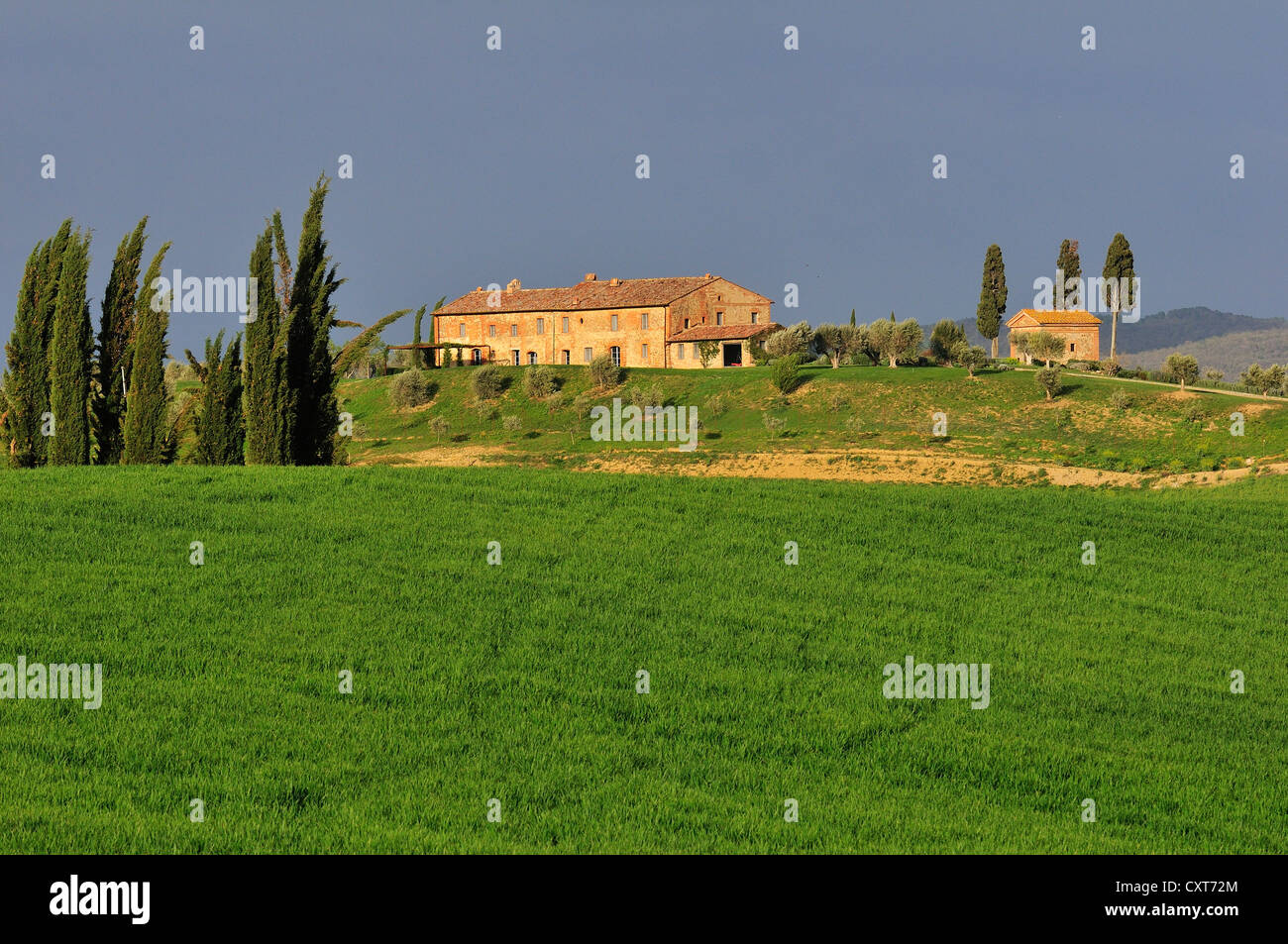 Farm, fields and cypress trees, Crete Senesi area, Tuscany, Italy ...