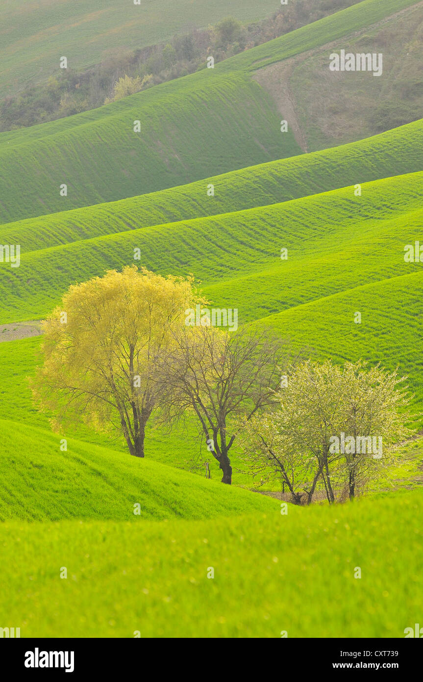 Three deciduous trees, Crete Senesi area, Tuscany, Italy, Europe Stock ...