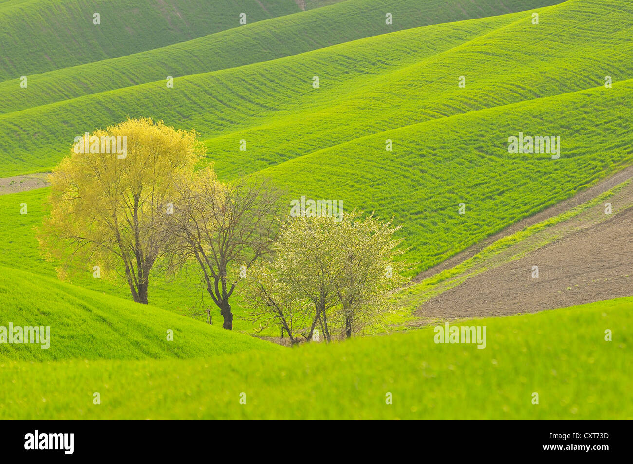 Three deciduous trees, Crete Senesi area, Tuscany, Italy, Europe Stock ...