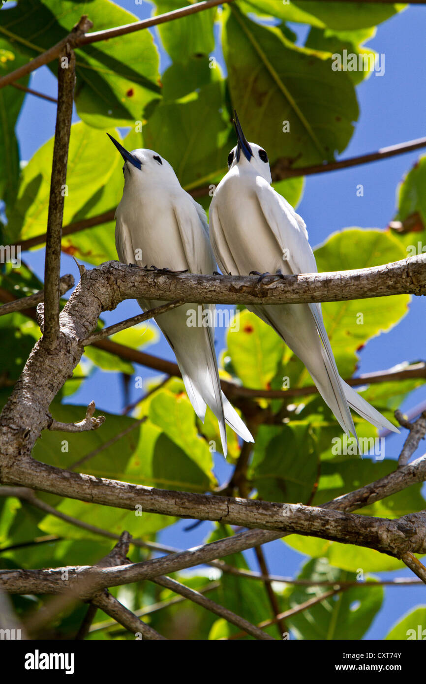White Terns (Gygis alba), Marianne Island, Seychelles, Africa, Indian ...