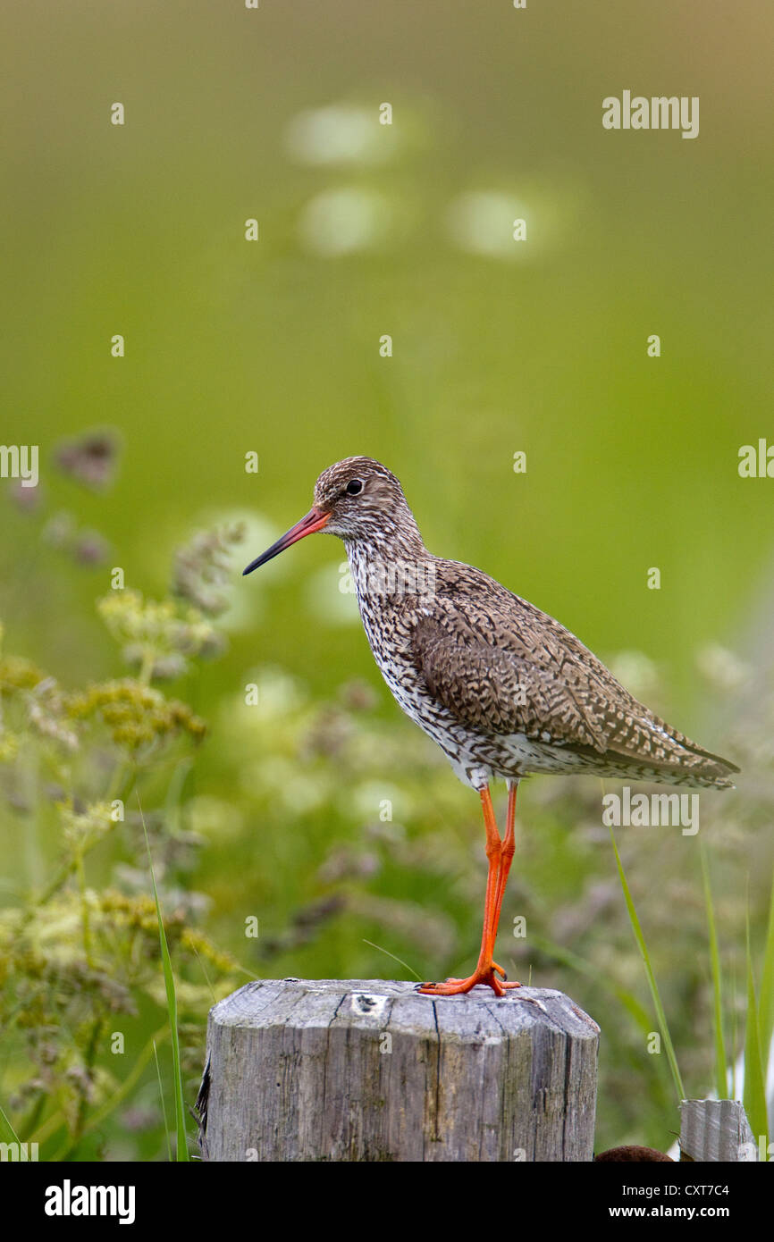 Common redshank (Tringa totanus), Texel, the Netherlands, Europe Stock ...