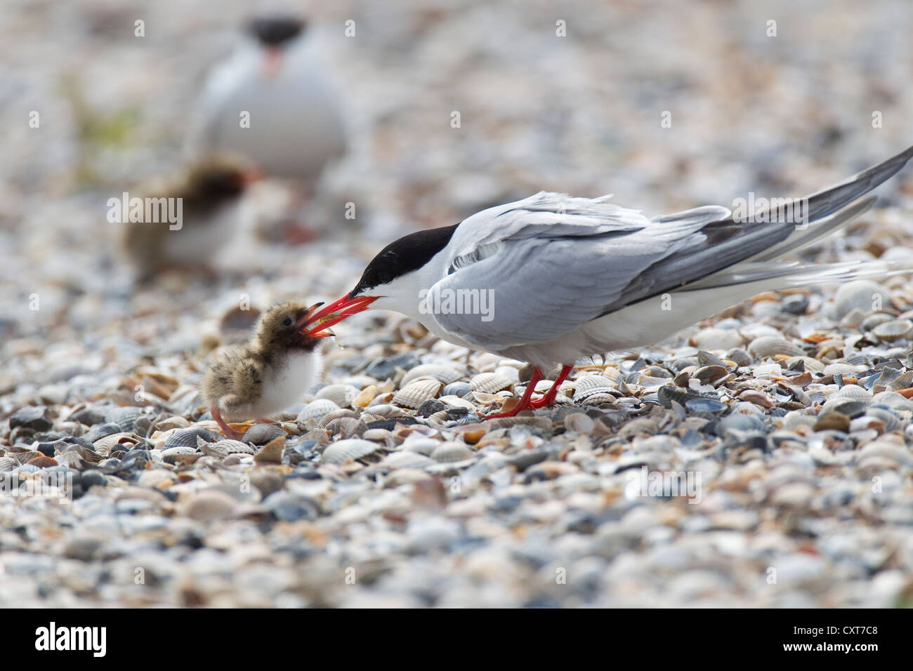 Common terns with chicks hi-res stock photography and images - Alamy