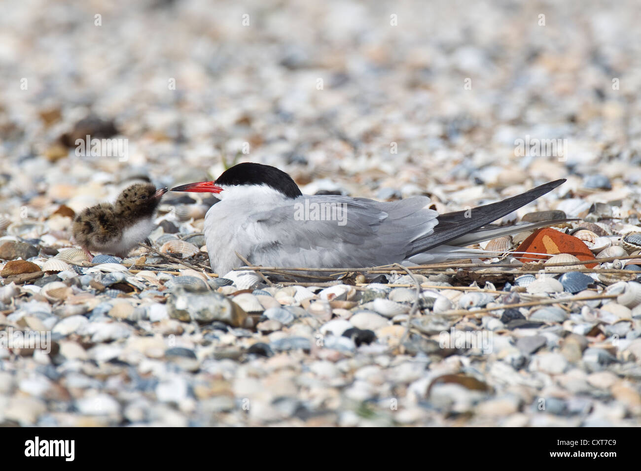 Common terns with chicks hi-res stock photography and images - Alamy