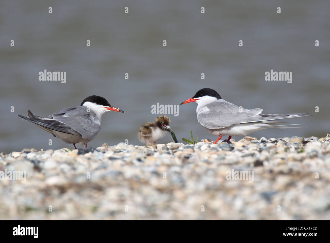 Common tern feeding chick hi-res stock photography and images - Alamy