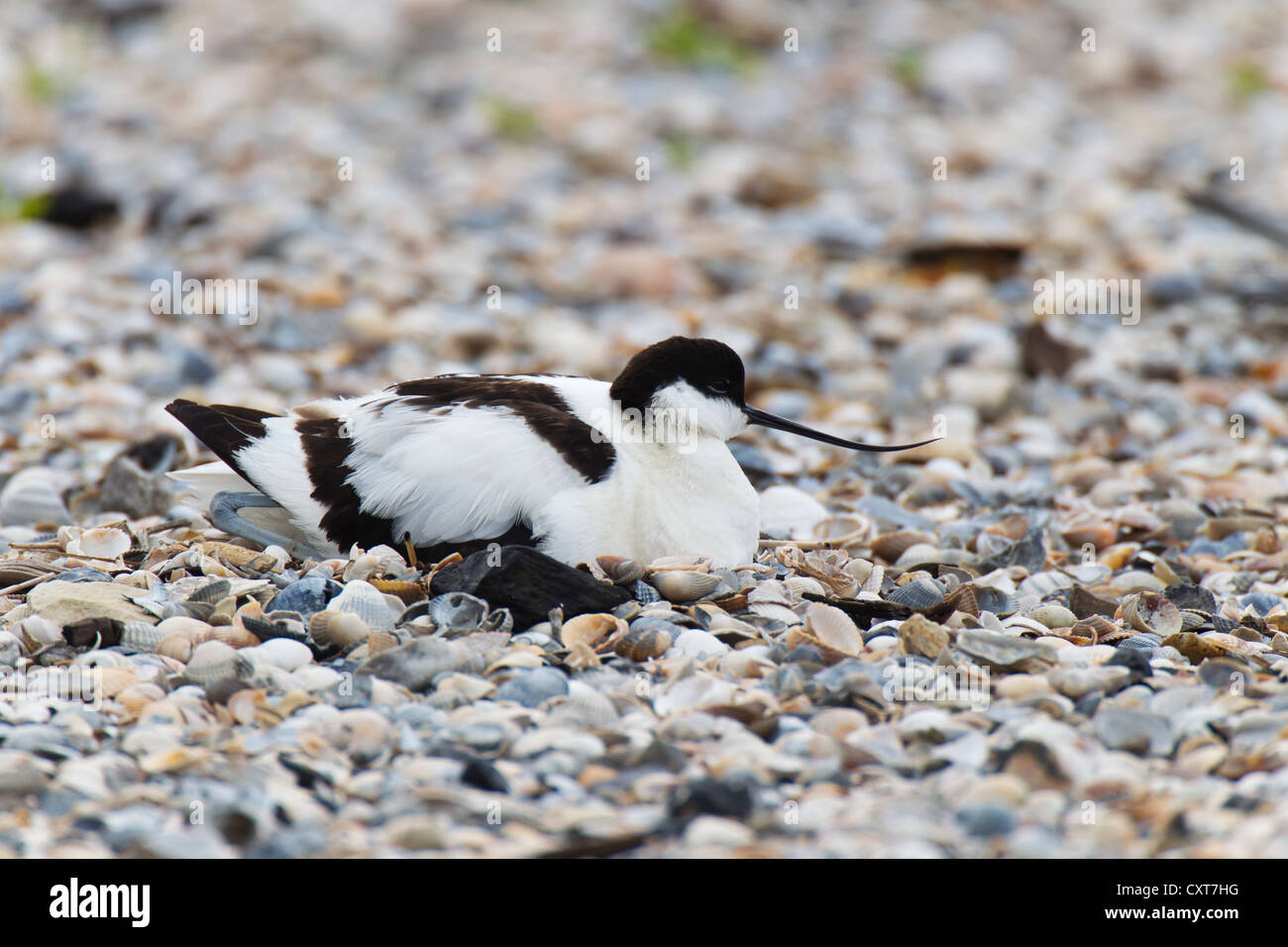 Pied Avocet (Recurvirostra avosetta), Texel, The Netherlands, Europe ...