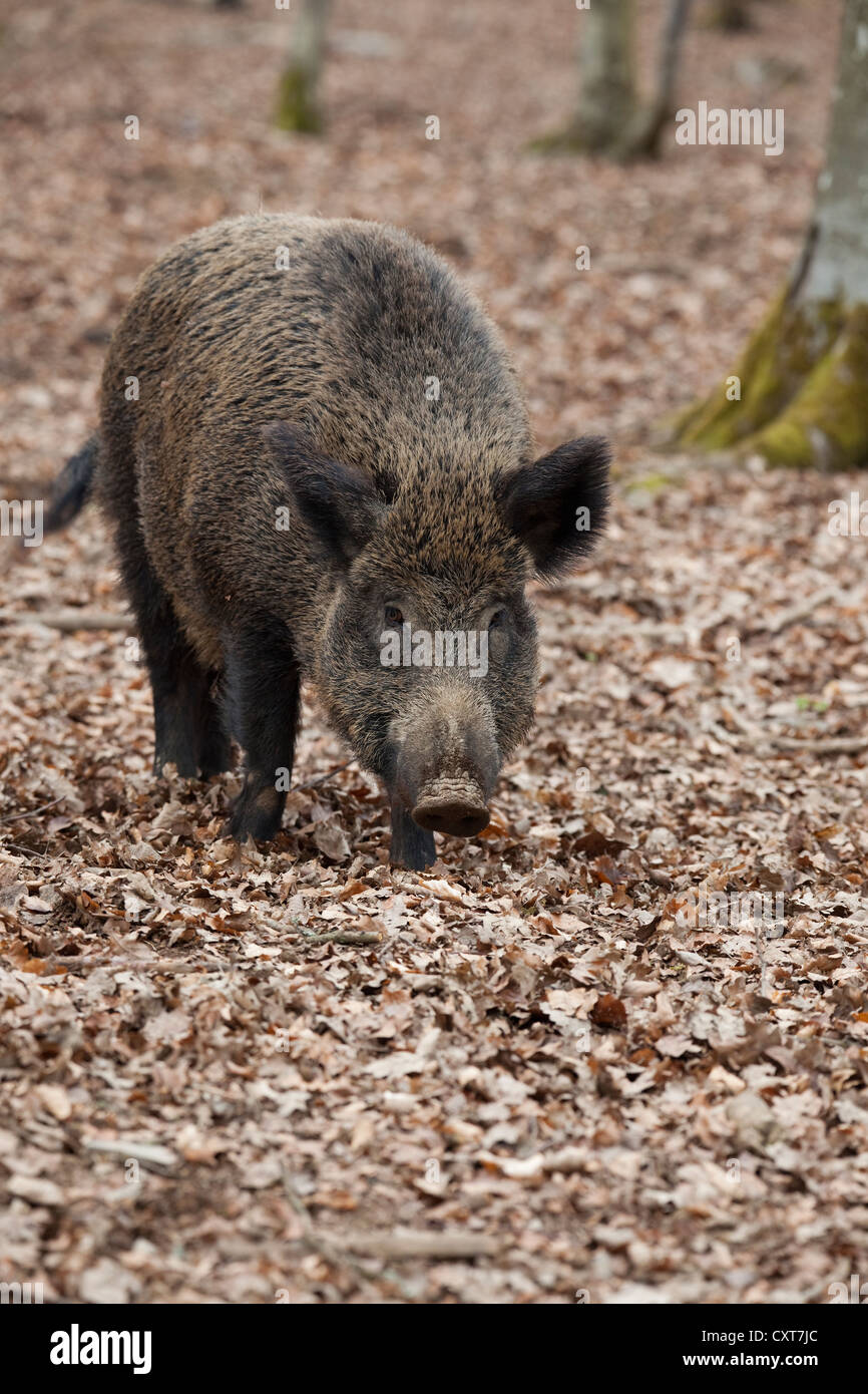 Wild boar (Sus scrofa), wild sow, wildlife park, Vulkaneifel district ...