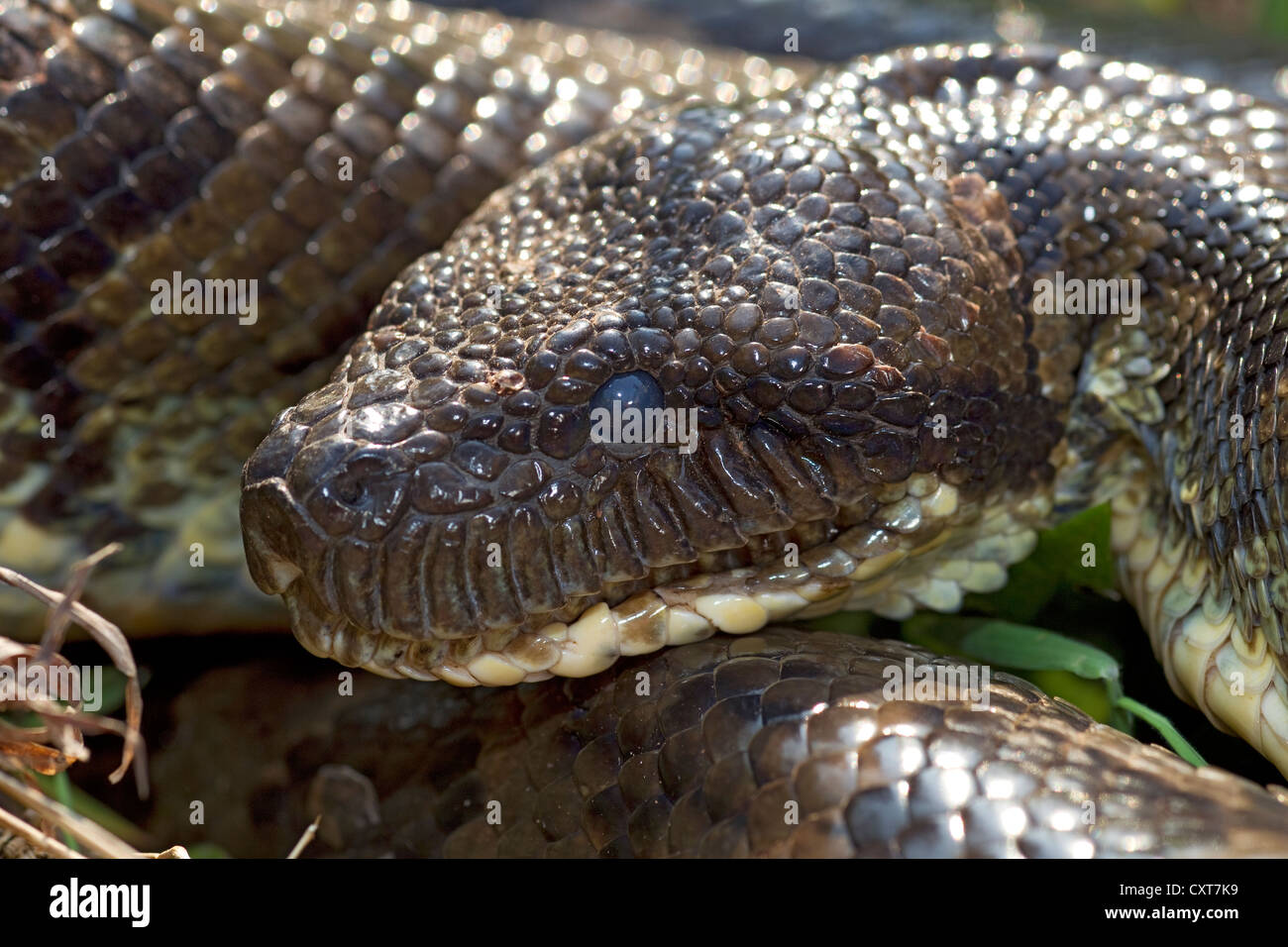 Madagascar Ground Boa (Acrantophis dumerili), mountain cloud forests of ...