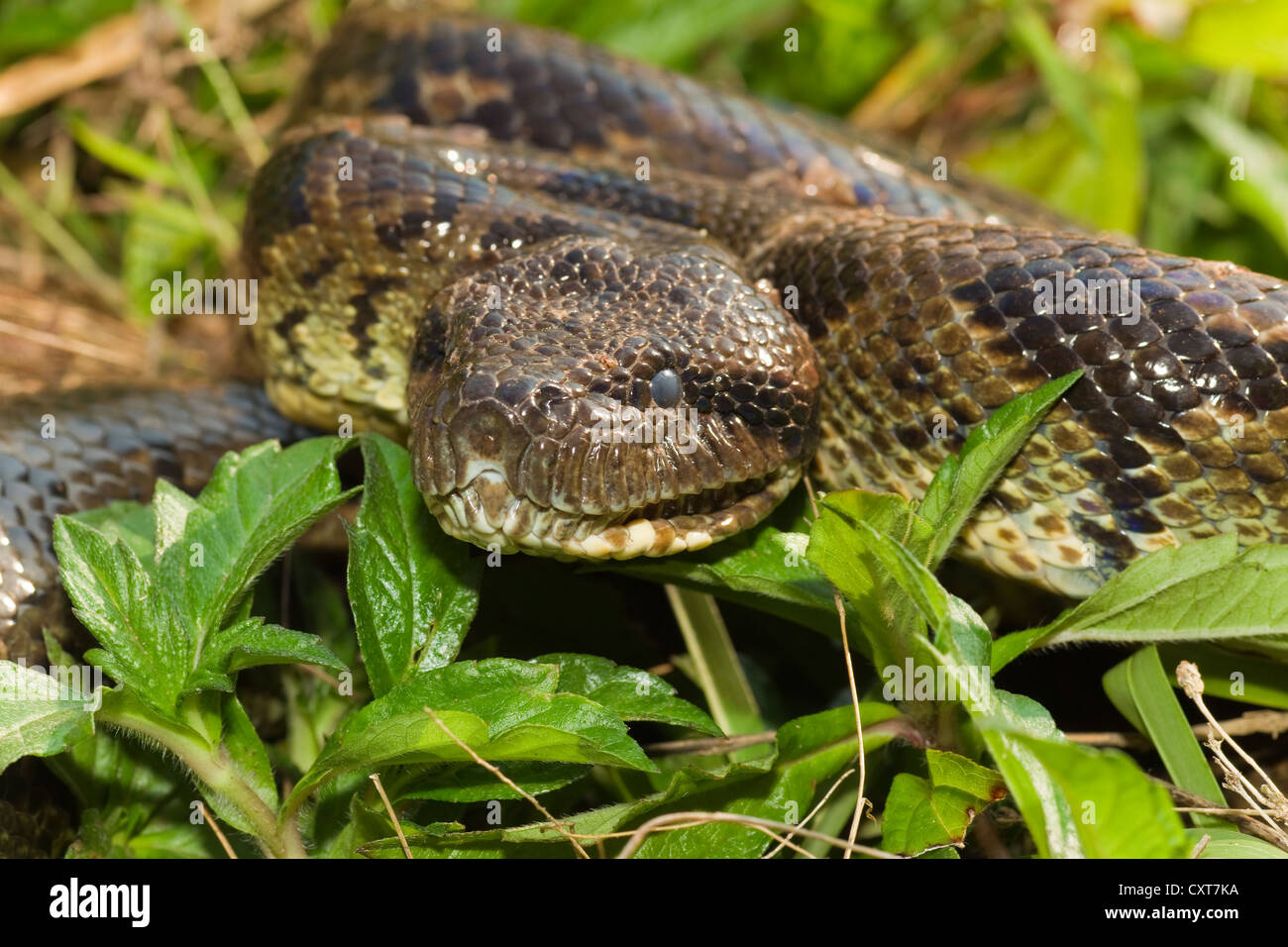 Madagascar Ground Boa (Acrantophis dumerili), mountain cloud forests of ...