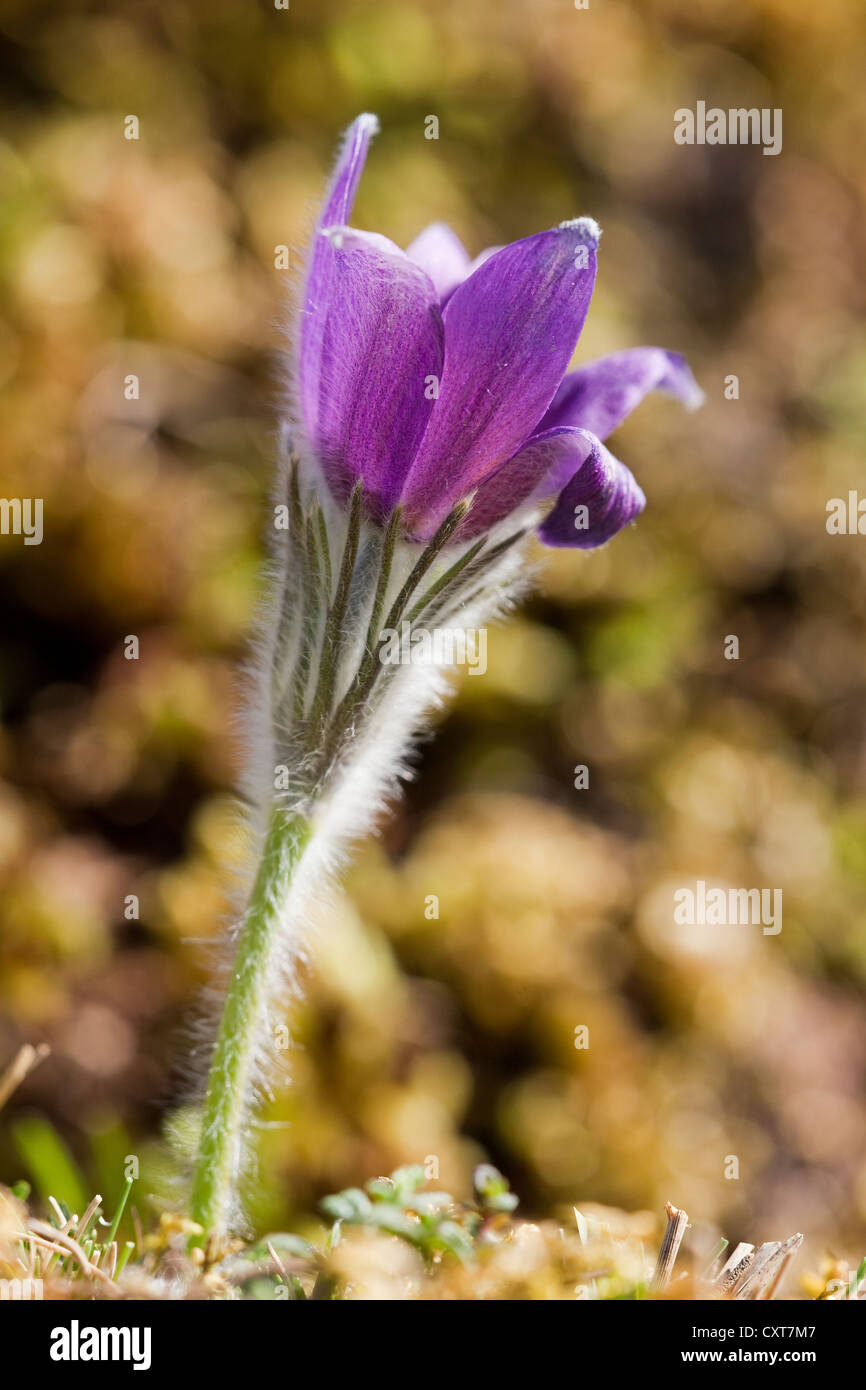 Volcanic flower hi-res stock photography and images - Alamy