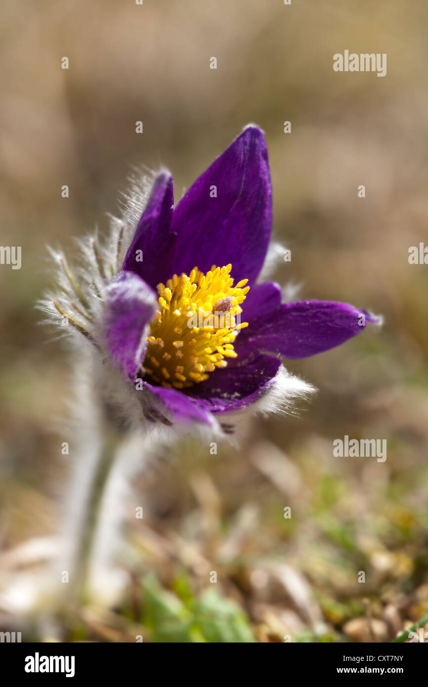Pasque Flower (Pulsatilla vulgaris), Volcanic Eifel district, Rhineland ...