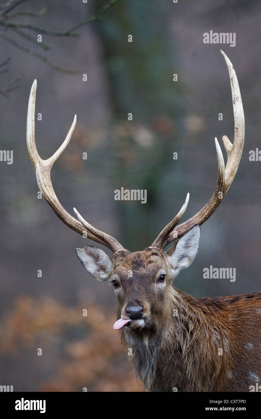 Poke Poking Stick Sticking Tongues Tongue Out High Resolution Stock ...