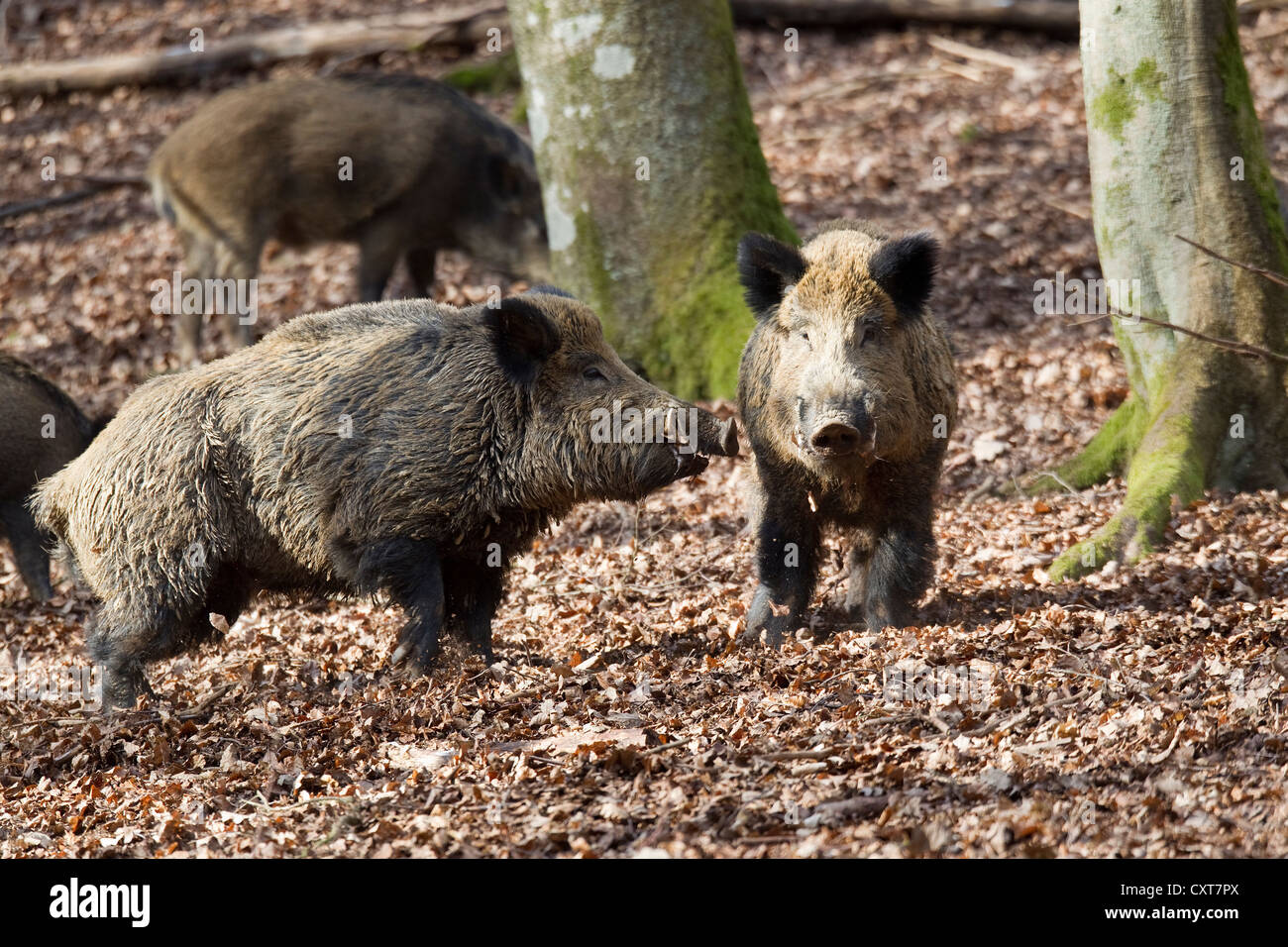 Wild boar sus male standing hi-res stock photography and images - Alamy