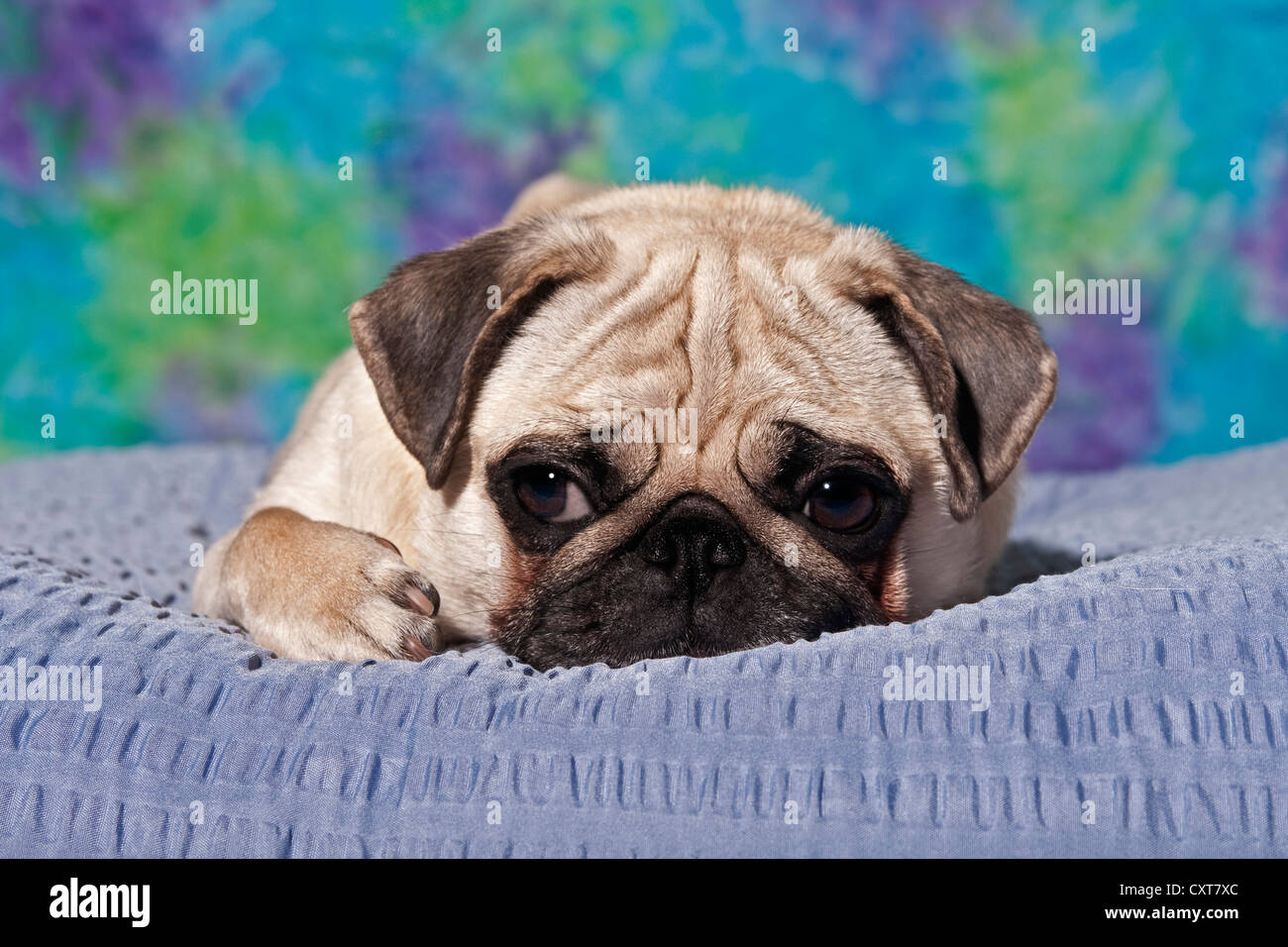 Sad pug hi-res stock photography and images - Alamy
