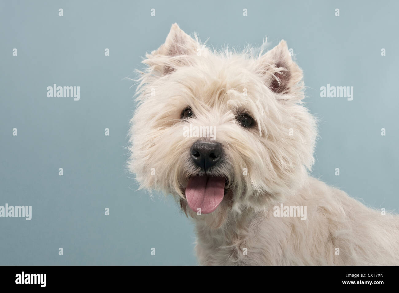Westie hi-res stock photography and images - Alamy