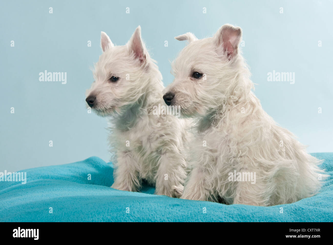Two terriers hi-res stock photography and images - Alamy
