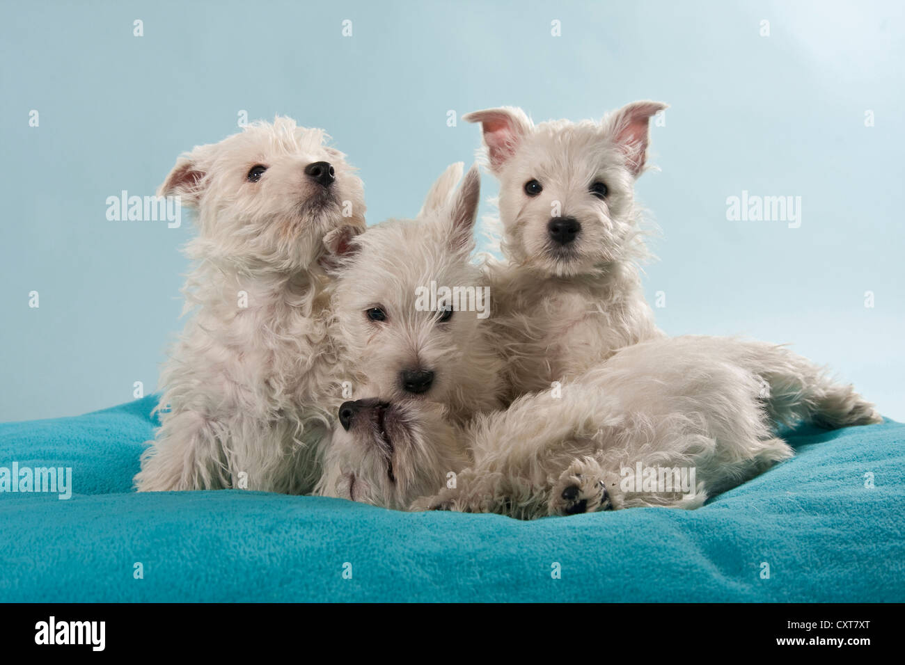 Group of West Highland White Terriers, Westie puppies Stock Photo - Alamy