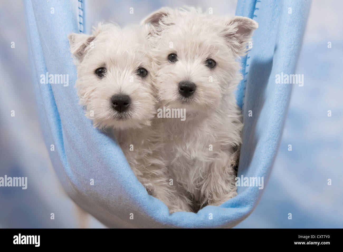 Two West Highland White Terriers, Westie puppies in hammock Stock Photo ...