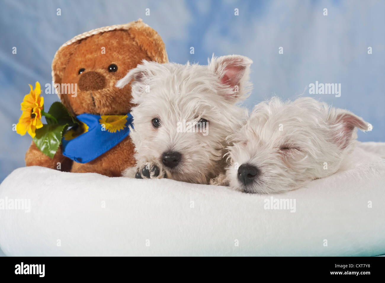Two West Highland White Terriers, Westie puppies, lying in a basket ...