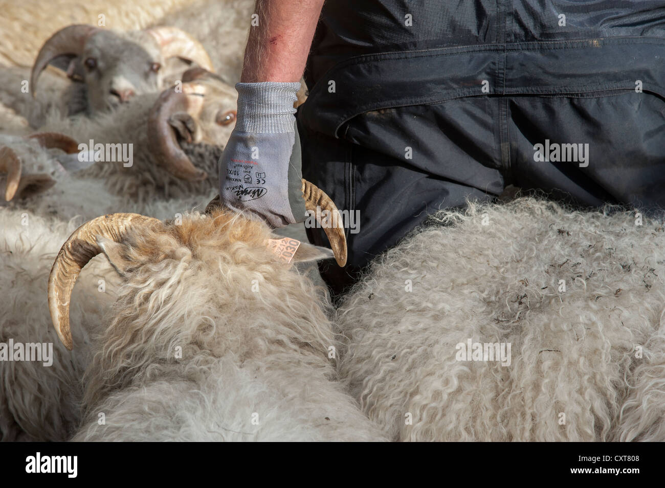 Farmer holding the horn of a sheep, sheep sorting, flock of sheep ...