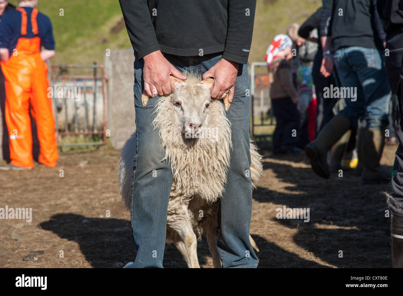 Farmer leading a sheep, sorting of sheep, bringing down sheep in ...