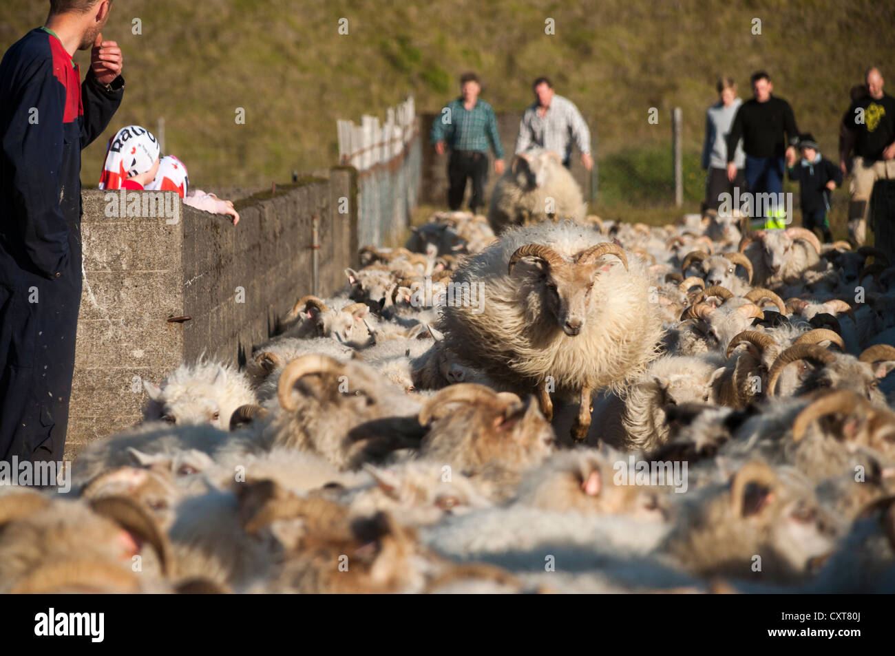 Jumping sheep hi-res stock photography and images - Alamy