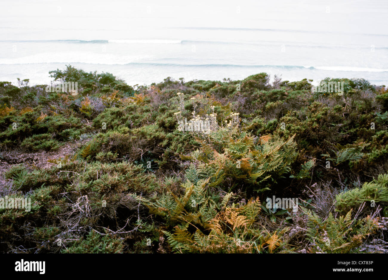 Colorful foliage on a beach in California Stock Photo - Alamy