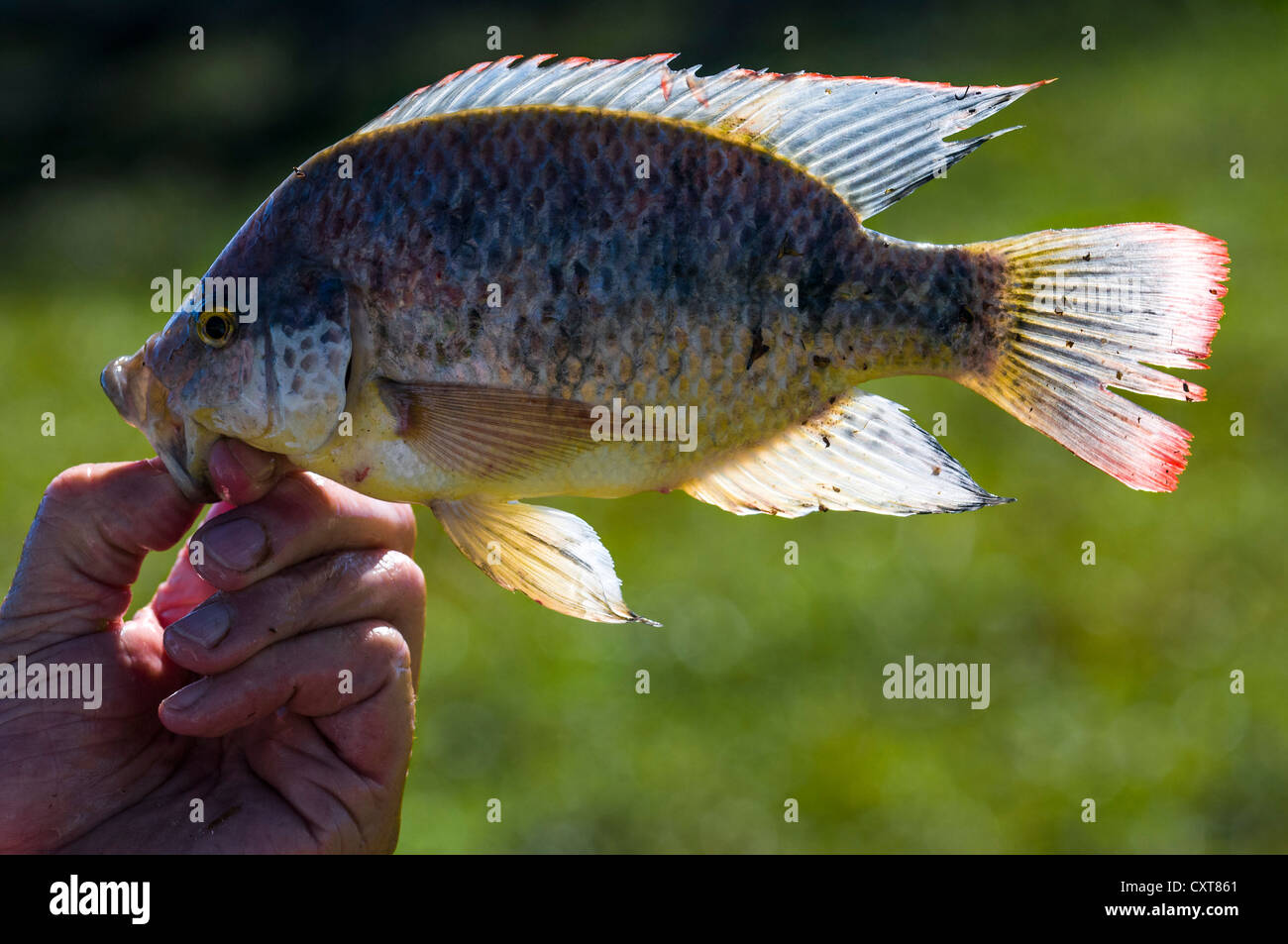 Tilapia africa hi-res stock photography and images - Alamy