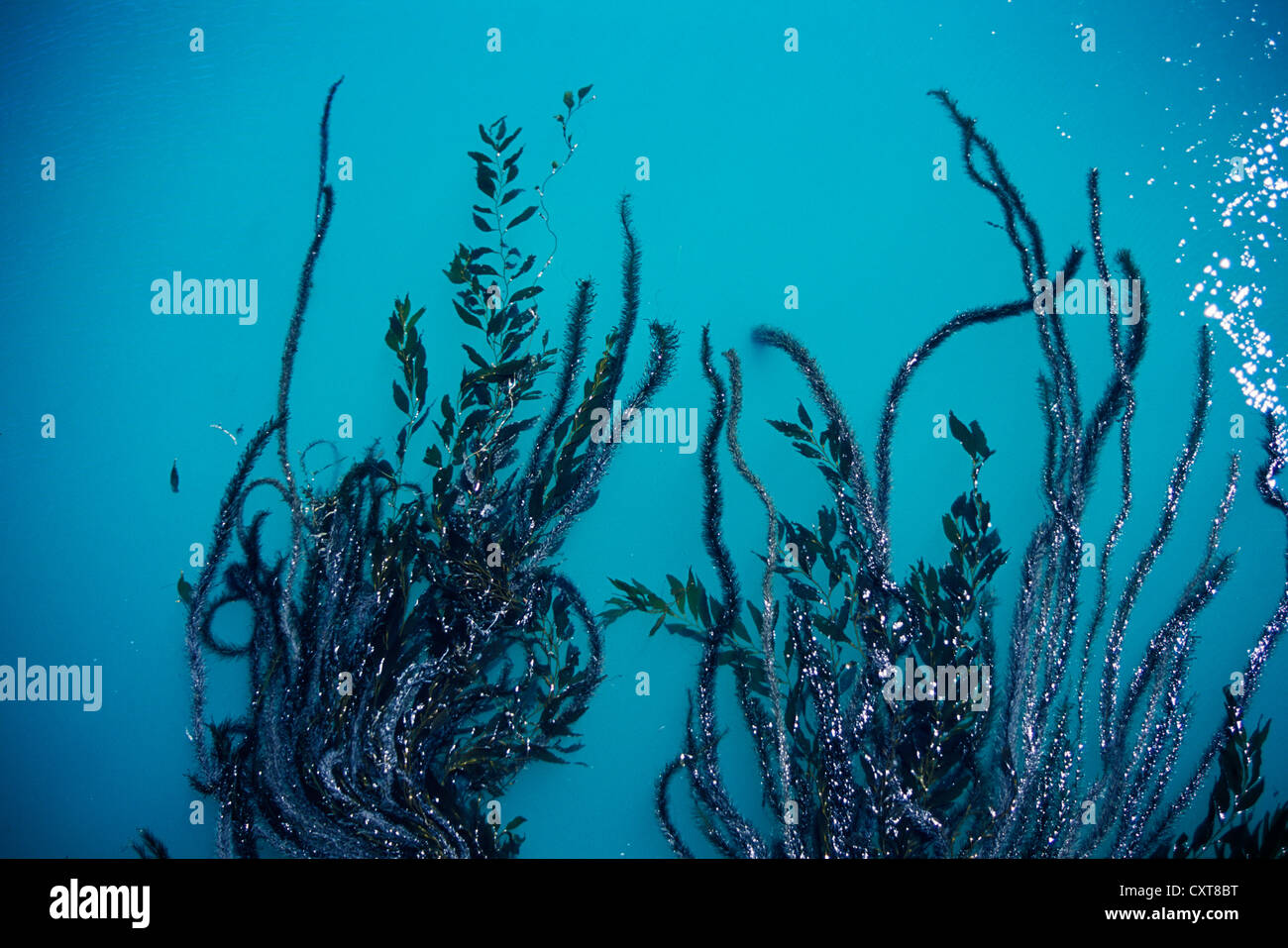 Kelp floats in blue water Stock Photo - Alamy