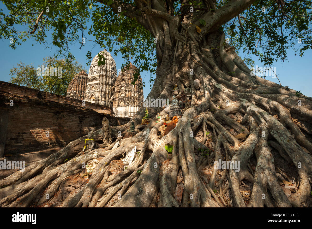 Tree with Buddha statues, Wat Sri Sawai temple, Sukhothai Historical ...