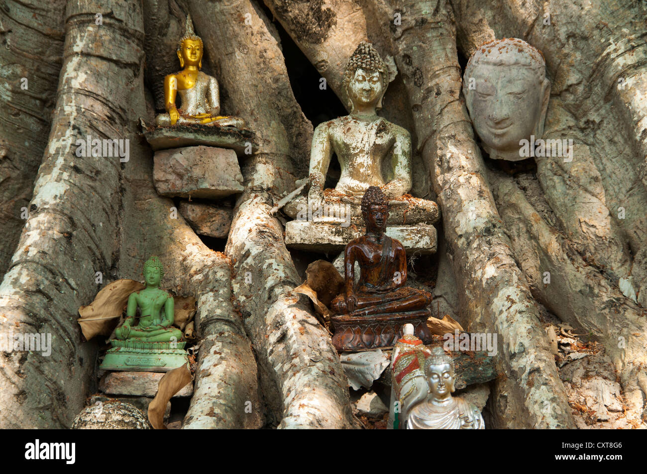 Tree of buddha hi-res stock photography and images - Alamy