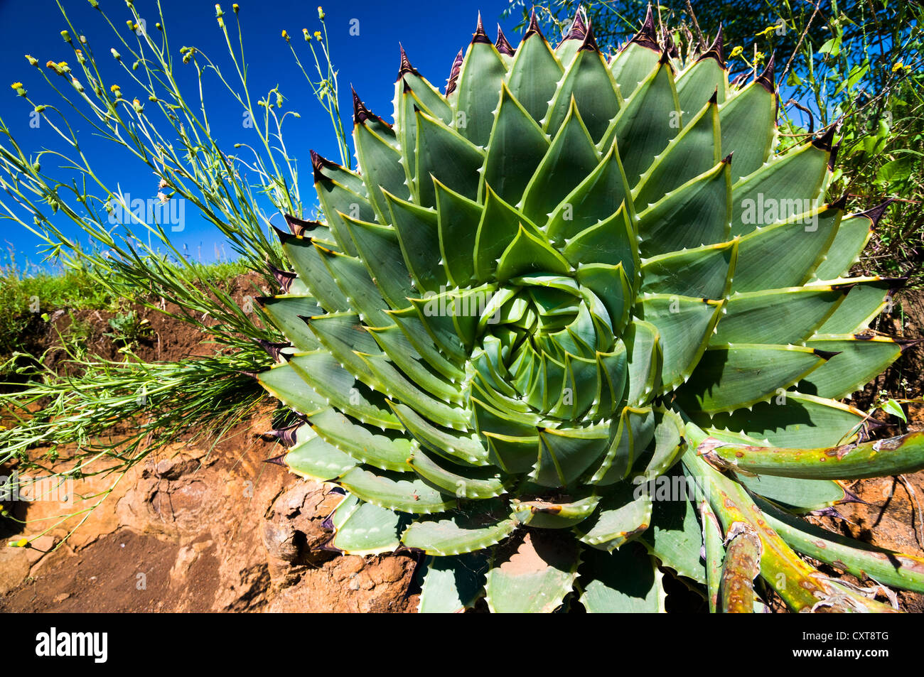 Spiral aloe (Aloe polyphylla), Drakensberg, Kingdom of Lesotho ...