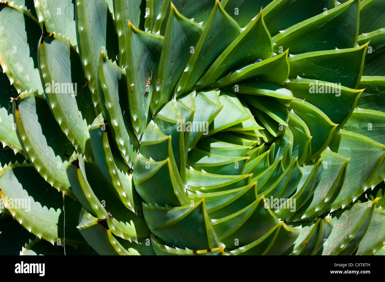 Spiral aloe (Aloe polyphylla), detailed view, Drakensberg, Kingdom of ... Spiral aloe (Aloe polyphylla), detailed view, Drakensberg, Kingdom of ...