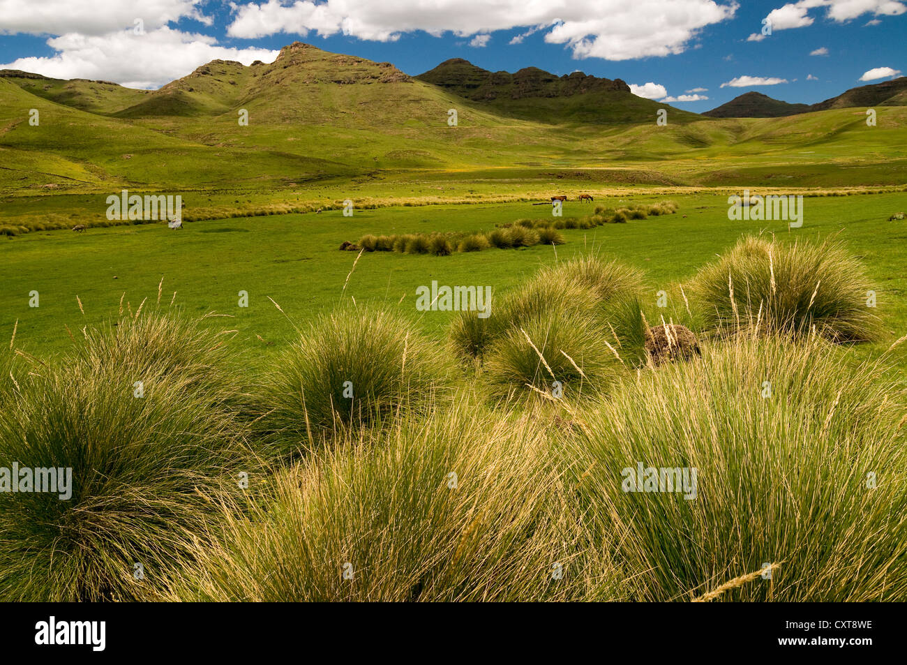 Sheep grazing lesotho hi-res stock photography and images - Alamy