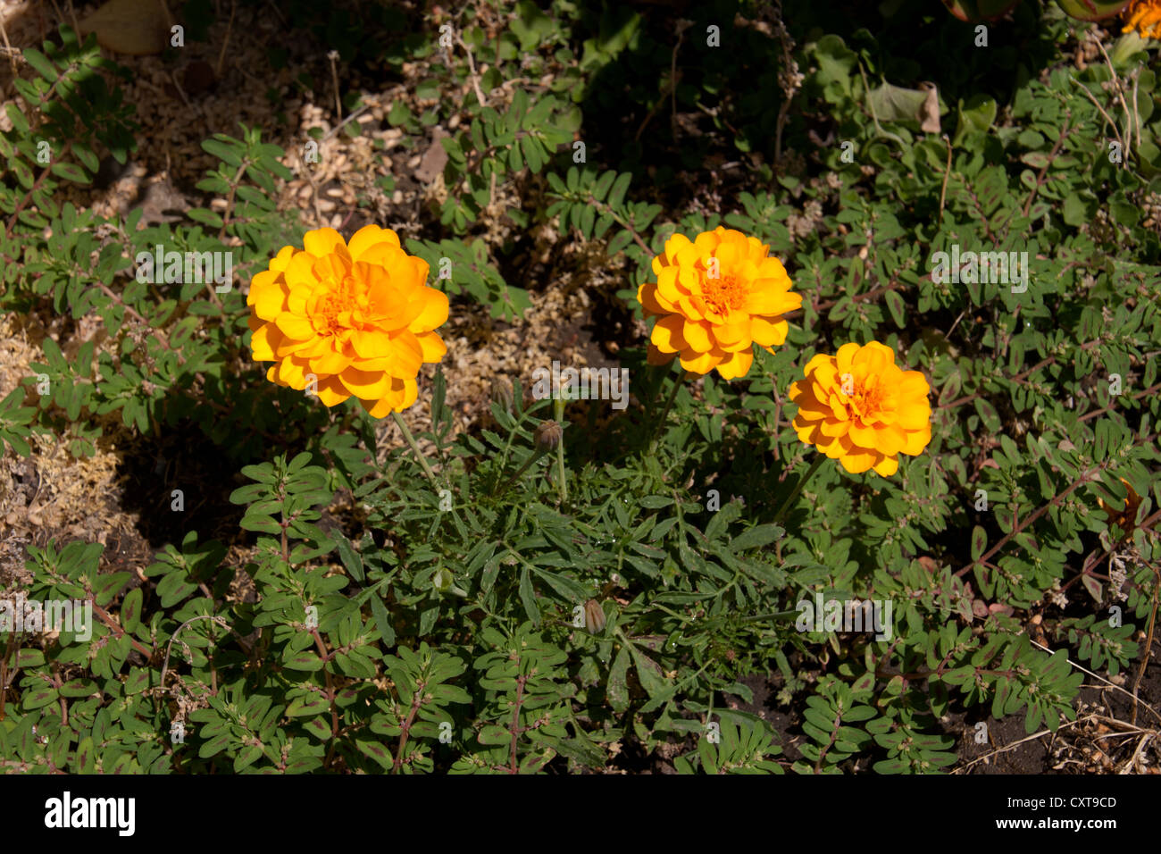 Marigolds in the garden hi-res stock photography and images - Alamy