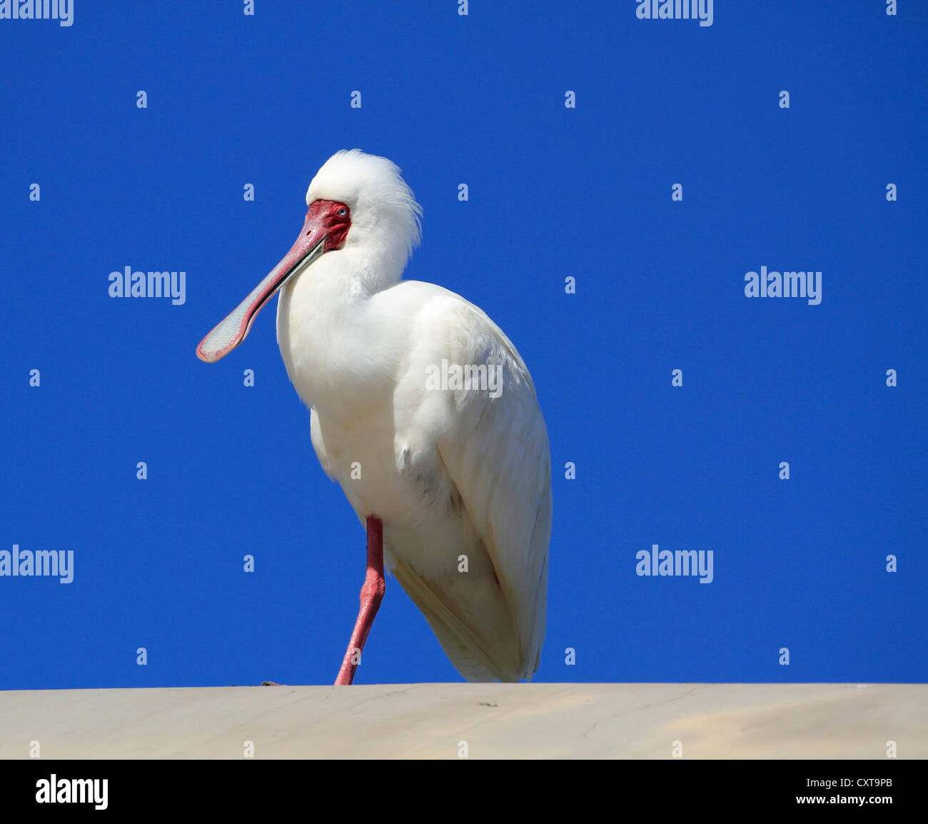 African Spoonbill (Platalea alba) at Intaka Island Bird Sanctuary, Cape ...