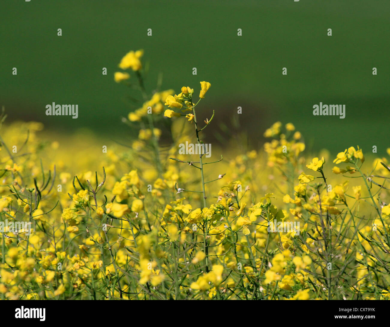 Rapeseed (Brassica napus), field the the Boland region of the Western ...