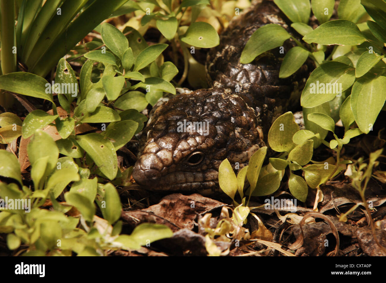 Shingleback lizard hiding under leaves hi-res stock photography and ...