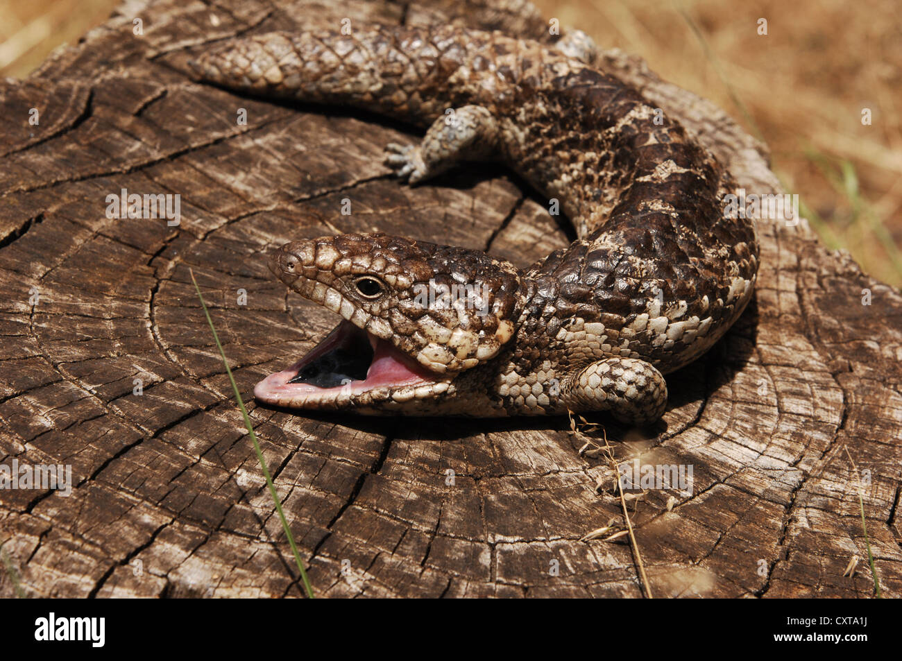 Shingleback lizard with mouth open, laying on a tree stump near Perth ...