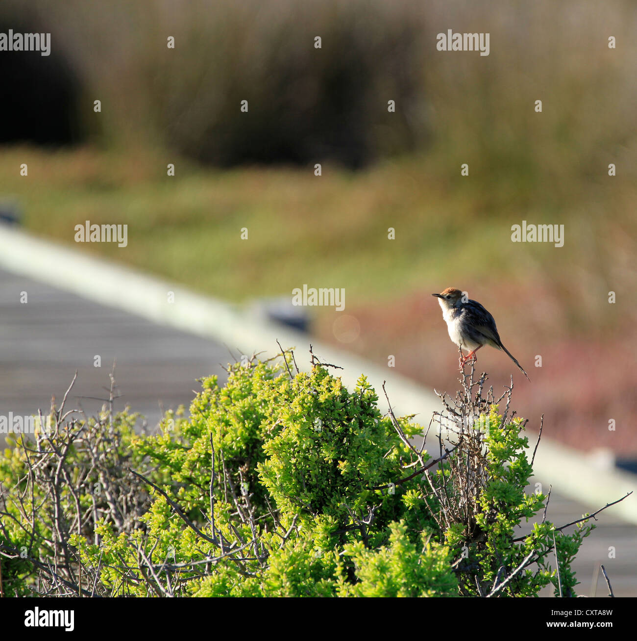 Tinkling hi-res stock photography and images - Alamy