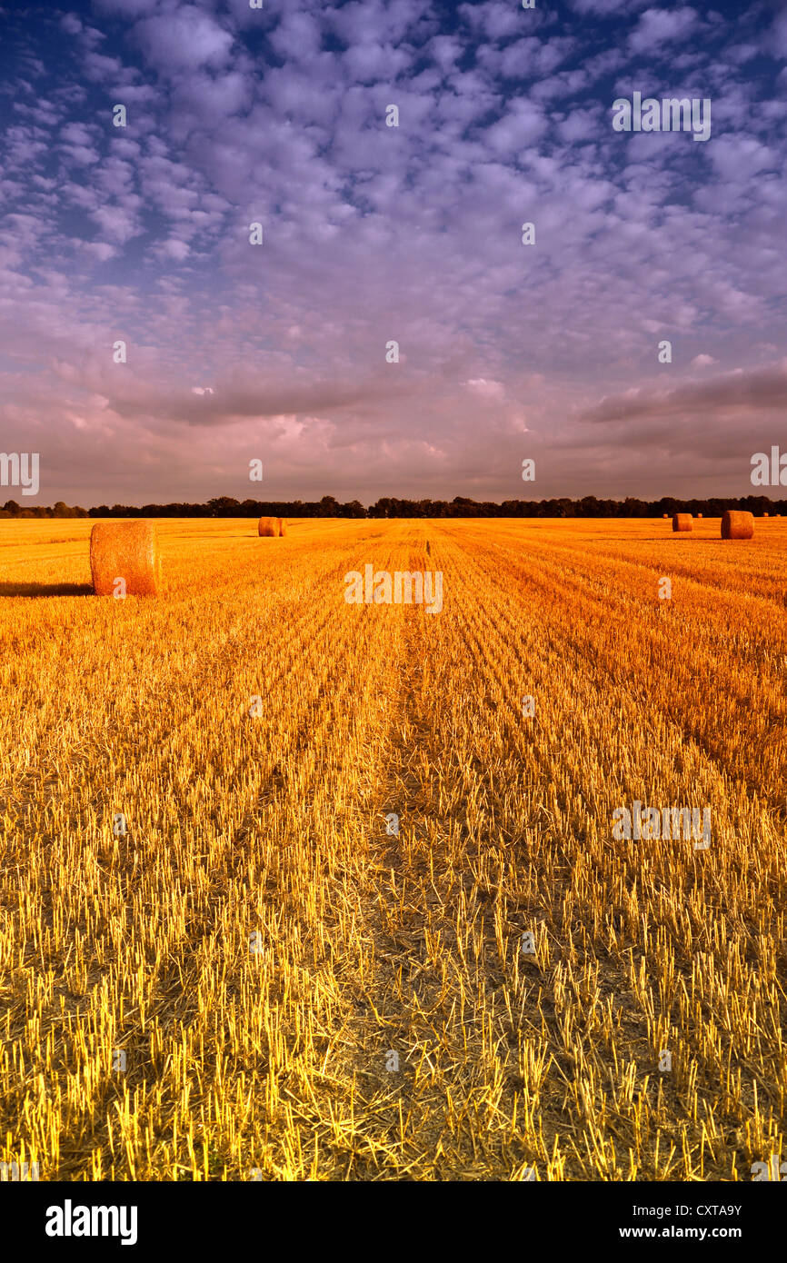 Field after harvest hi-res stock photography and images - Alamy